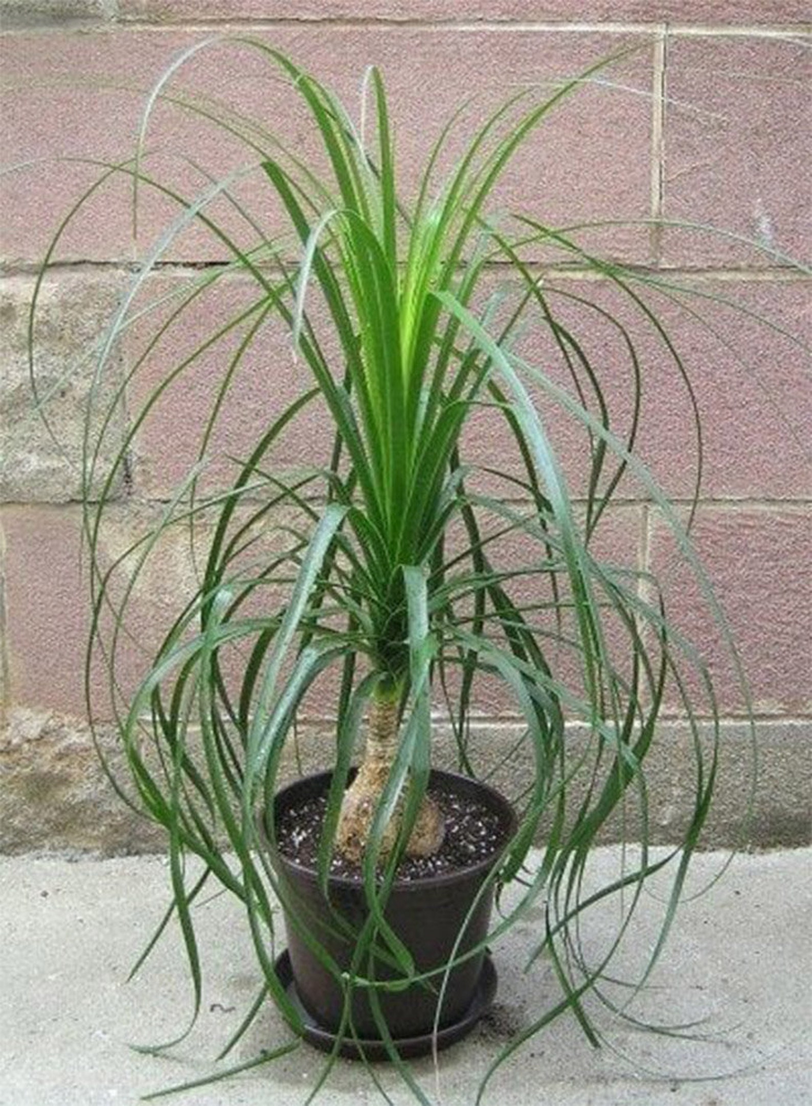Pony Tail Palm, Elephant Foot Single Stock, 6 Pot, Indoor Air Purifier ...