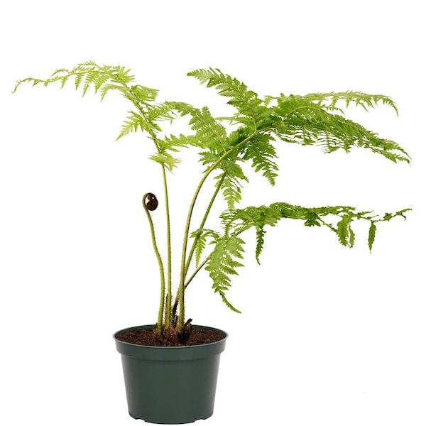 Indoor Fern - Etsy