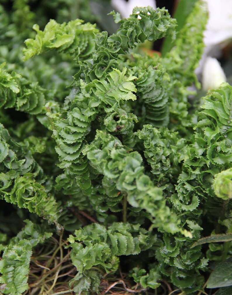 Rare Curly Boston Crinkle Fern Live Plant 6 Pot Top | Etsy