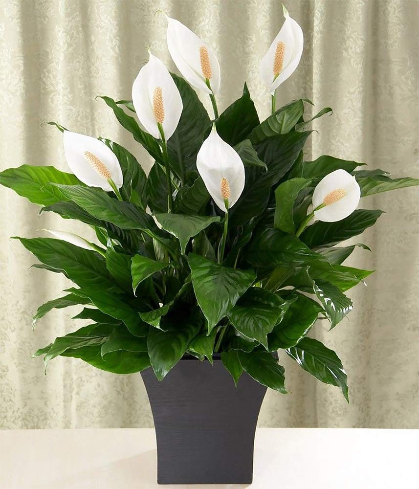 Spathiphyllum Flower Bunch Peace Lily Easy Care Live Plant - Etsy Spathiphyllum Flower Bunch Peace Lily Easy Care Live Plant - Etsy