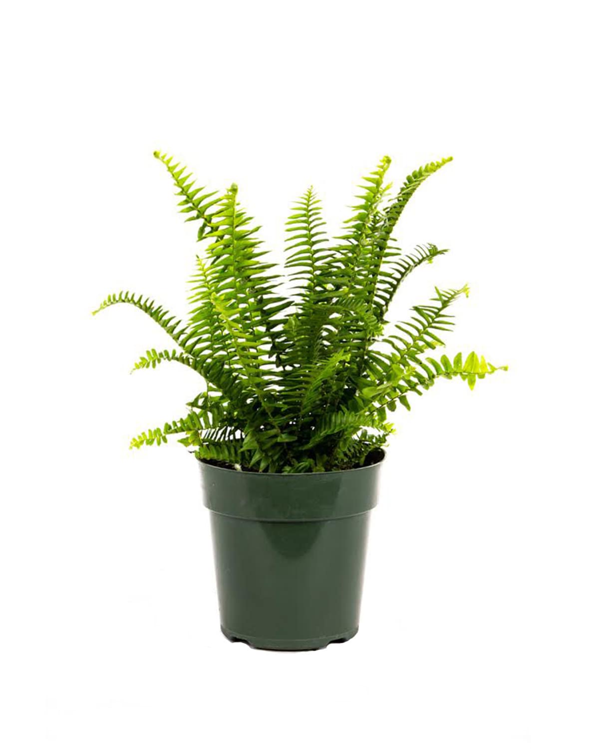 Planters & Pots Outdoor & Gardening Home & Living Live Fern Plant ...