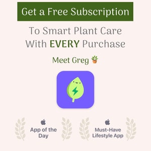 Single Bloom Desert Rose Succulent Live Plant, 5" Pot, Pink - Etsy