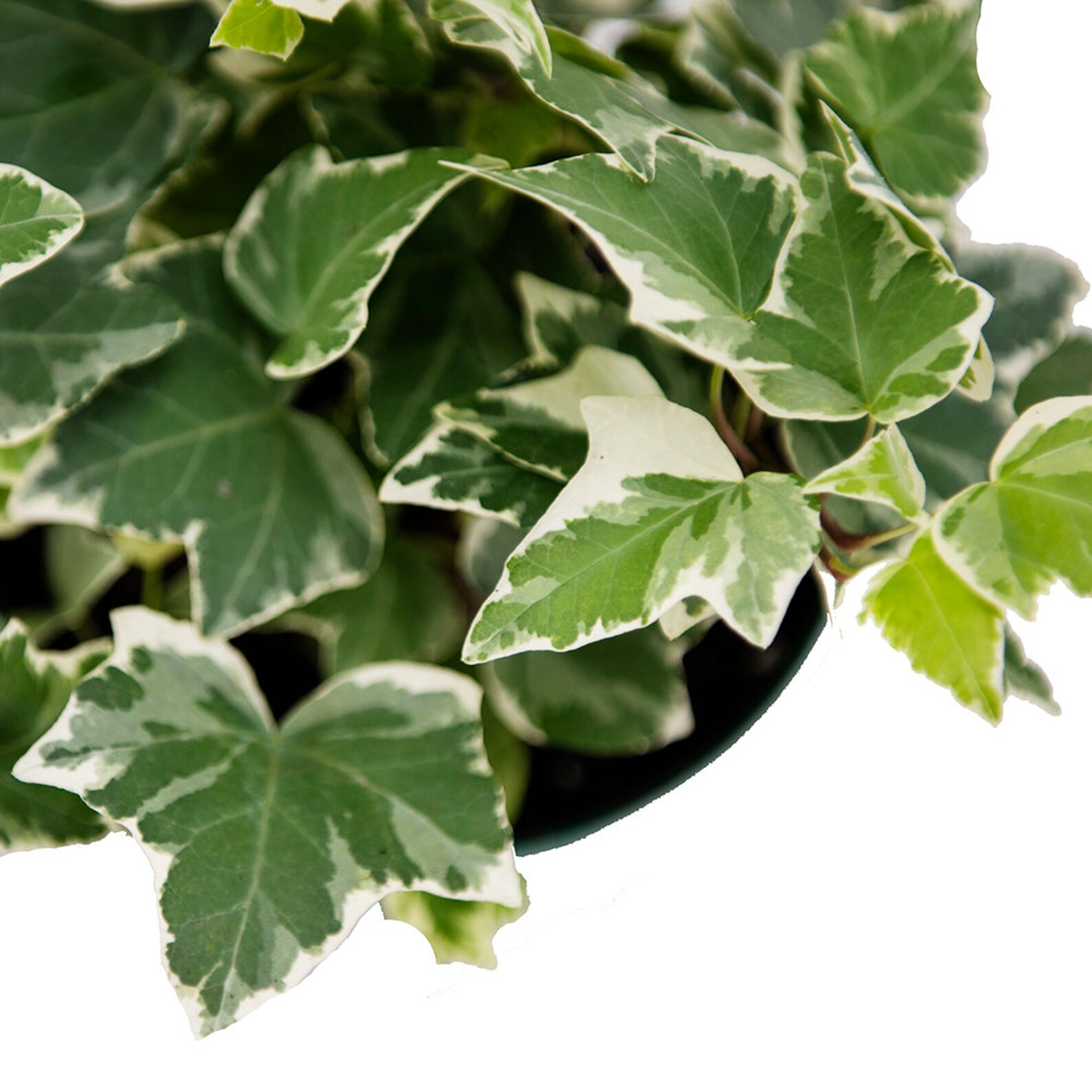 Variegated English Ivy Trailing Vine Live Plant 6 Pot - Etsy