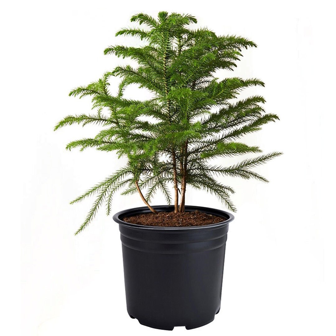 Norfolk Island Pine Mini Tree Live Plant, 6" Pot, Indoor Air Purifier ...