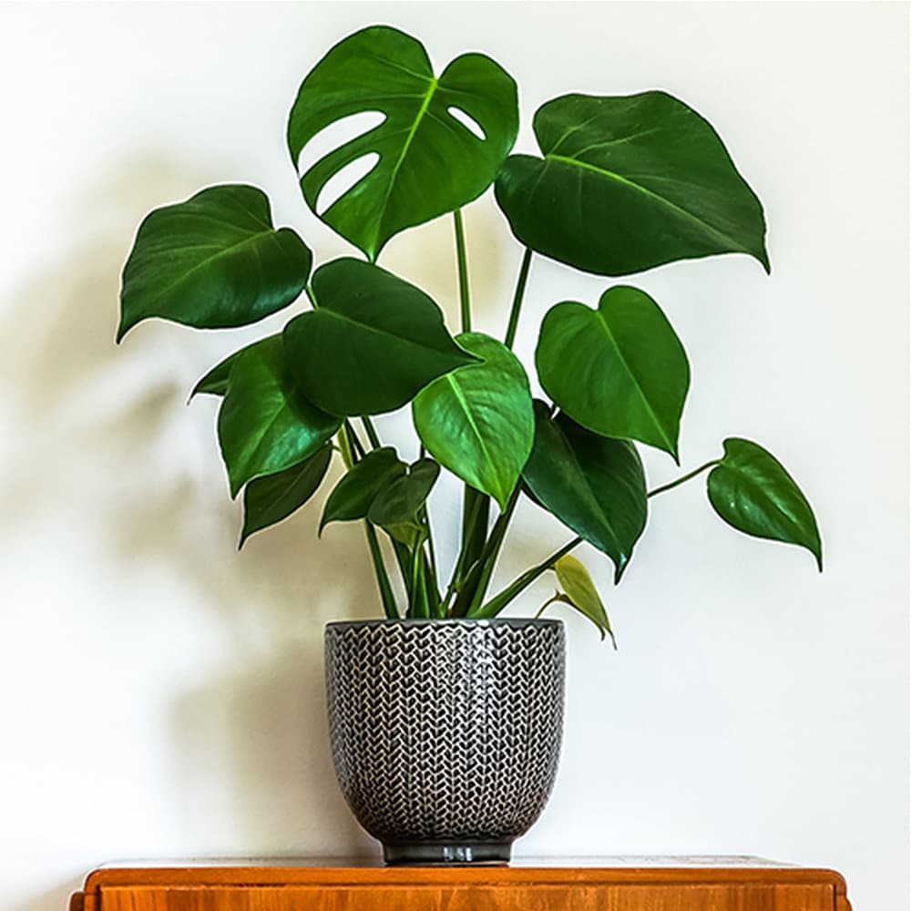 Monstera Deliciosa Split Leaf Philodendron Live Indoor House | Etsy