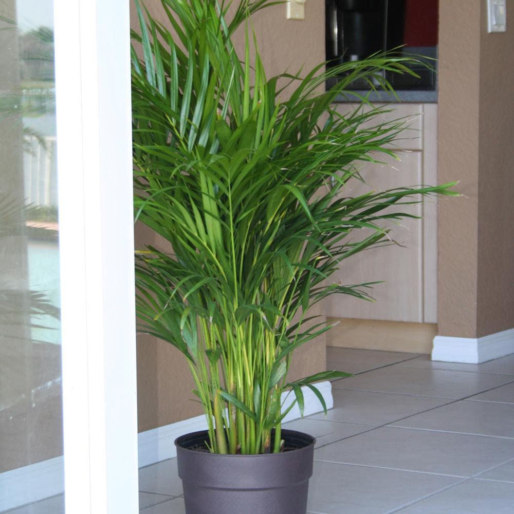 Areca Palm Tree Live Plant 6 Pot Tall Lush Indoor Air - Etsy