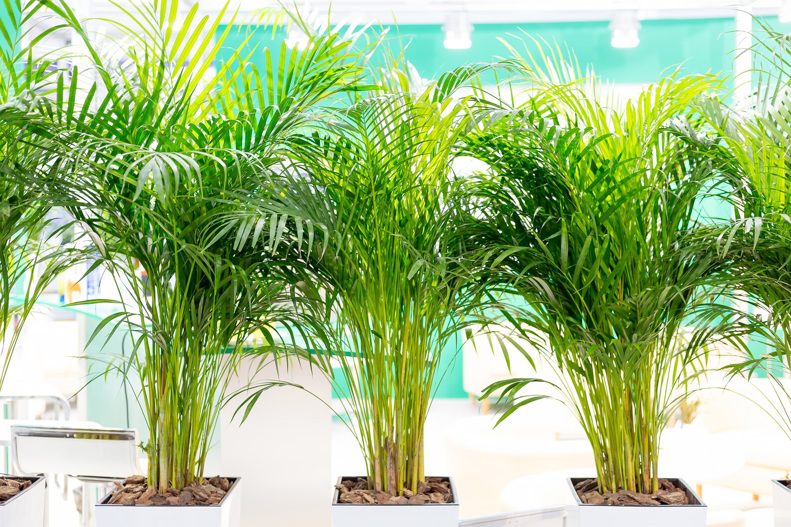 Areca Palm Tree Large Indoor/outdoor Air Purifier Non-toxic - Etsy