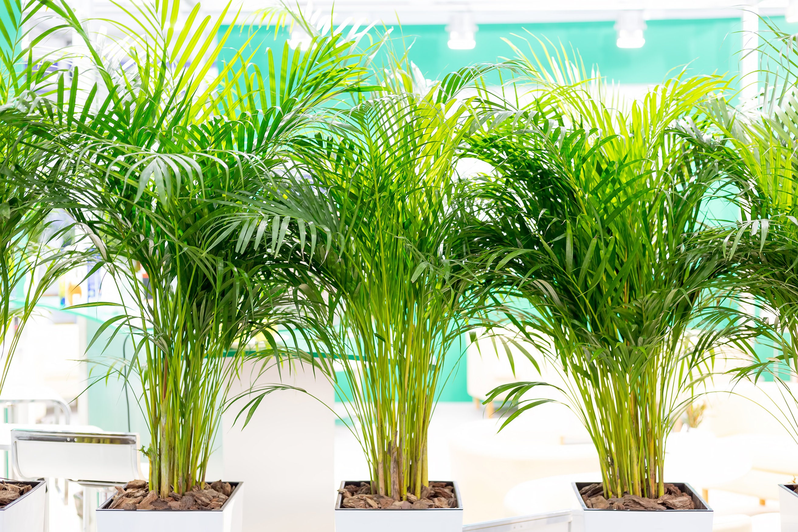 Areca Palm Tree Live Plant 6 Pot Tall Lush Indoor Air - Etsy