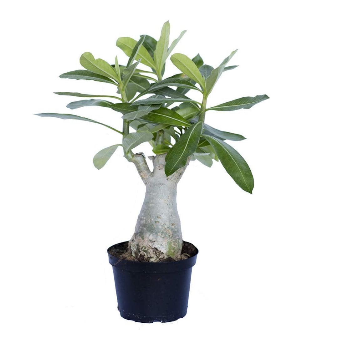 Single Bloom Desert Rose Succulent Live Plant, 5" Pot, Pink - Etsy