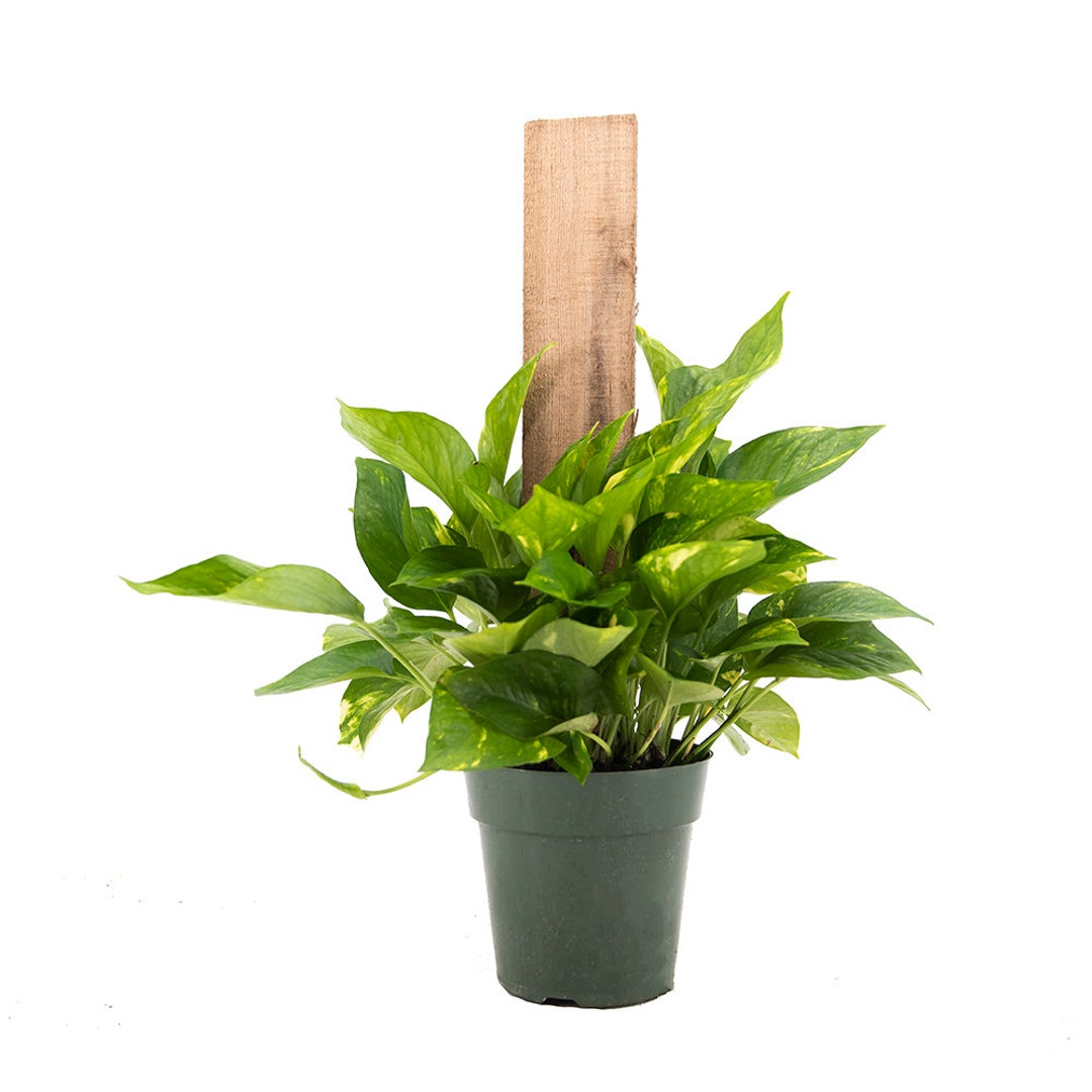 Golden Pothos Totem Pole Live Plant, 6" Pot, Top Indoor Air Purifying ...