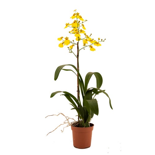 Orchid Dancing Lady Oncidium Plant Live Orchid Yellow Flowers - Etsy