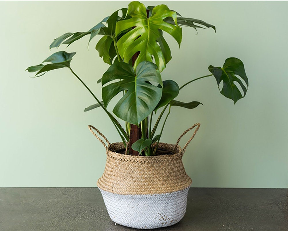 Monstera Deliciosa Split Leaf Philodendron Live Indoor House | Etsy