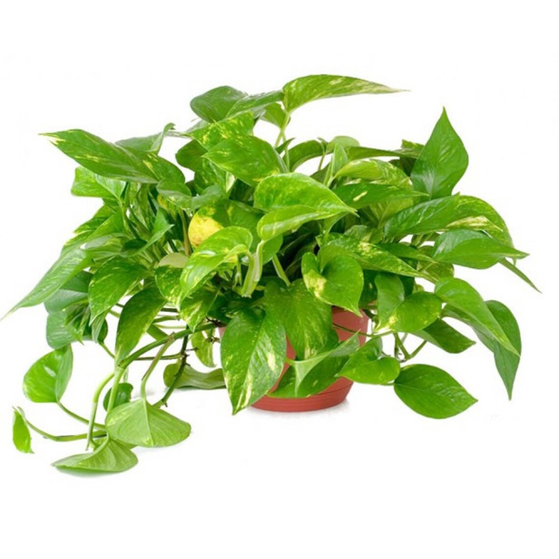Golden Pothos Live Plant 6 Pot Variegated Indoor Air - Etsy
