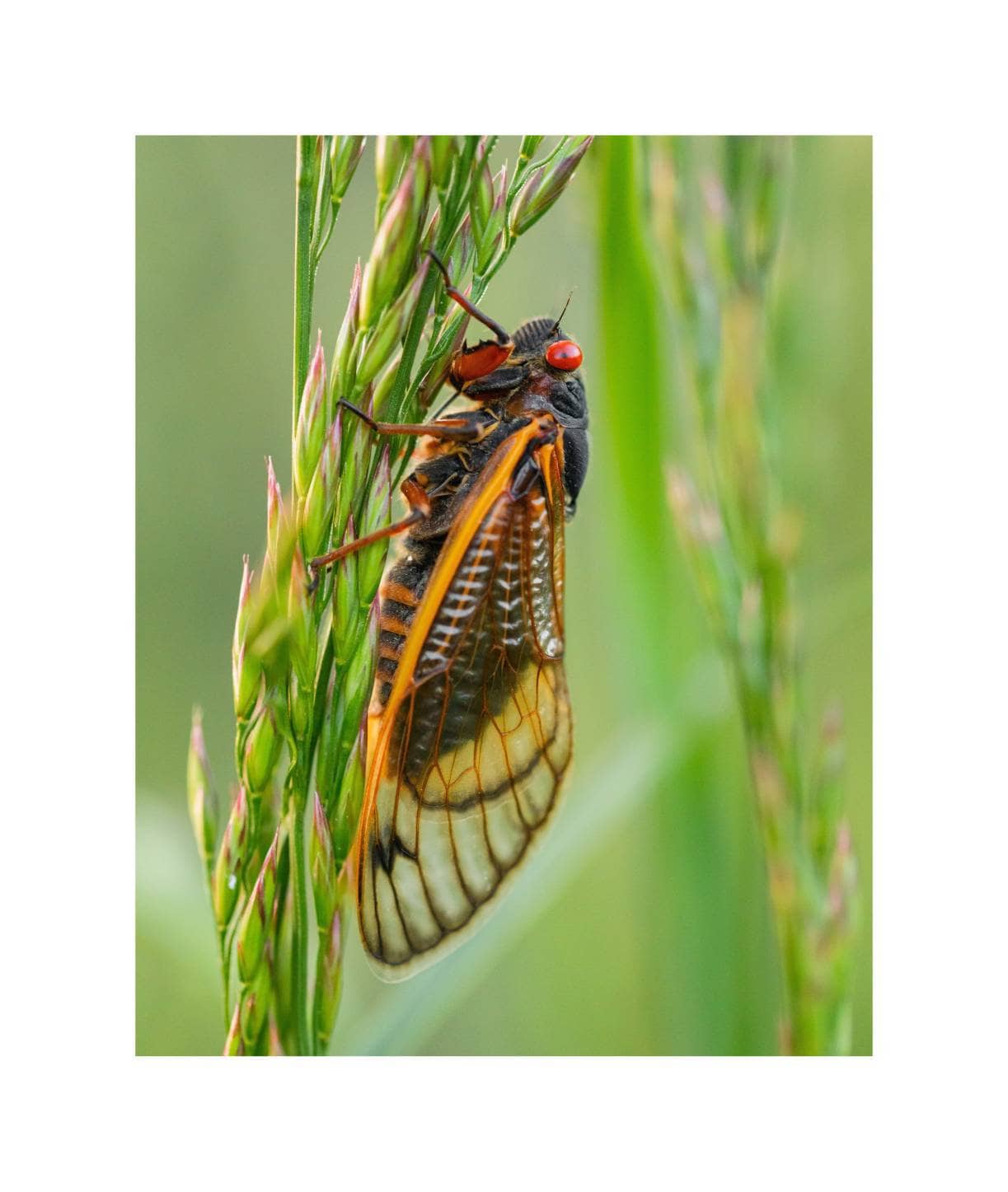 Cicada Photo Print | 8x10 | 11x14 | 16x20 - Etsy