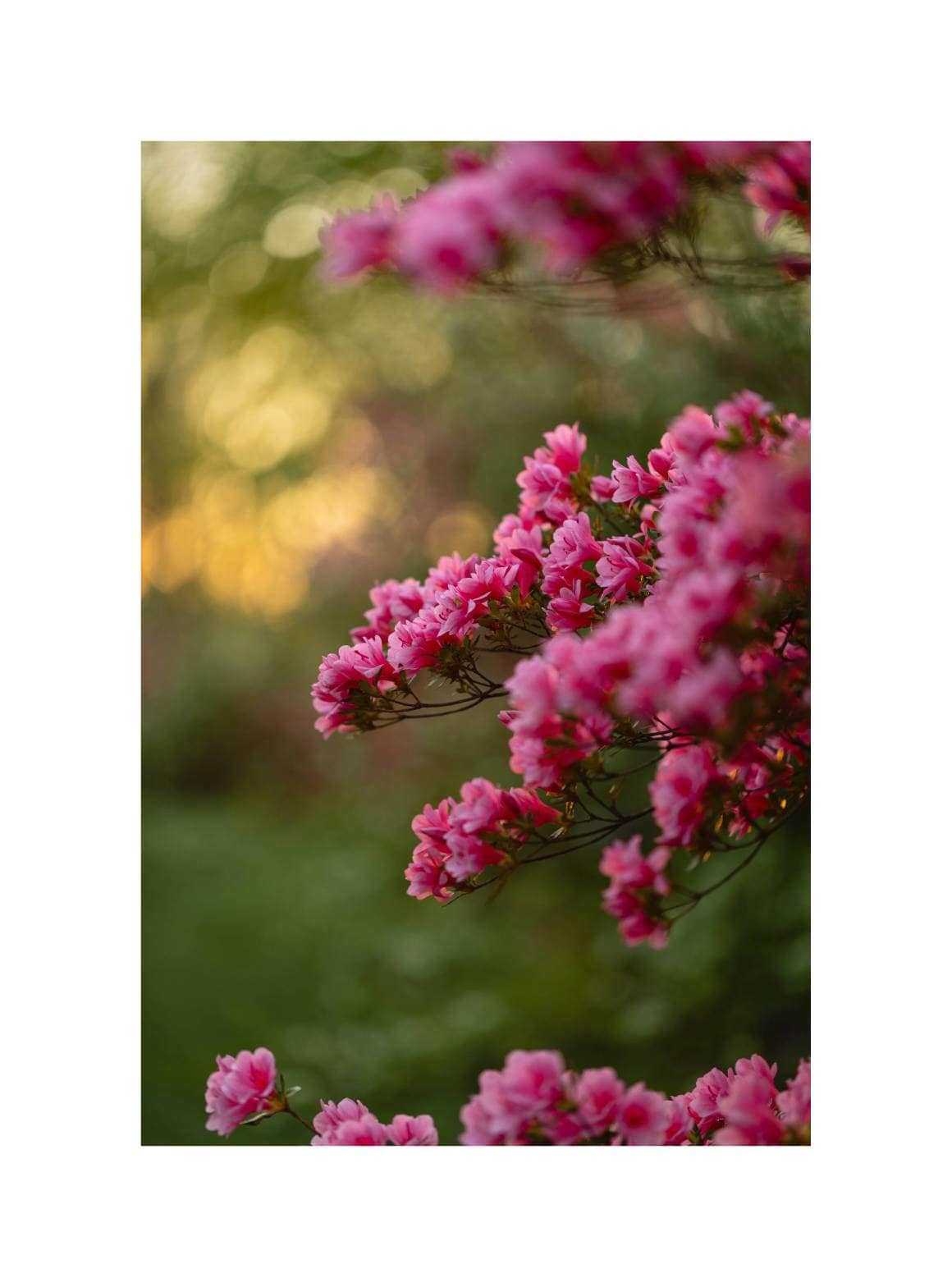 Pink Azalea Flowers Photo Print | 8x12 | 11x16 | 16x24 - Etsy