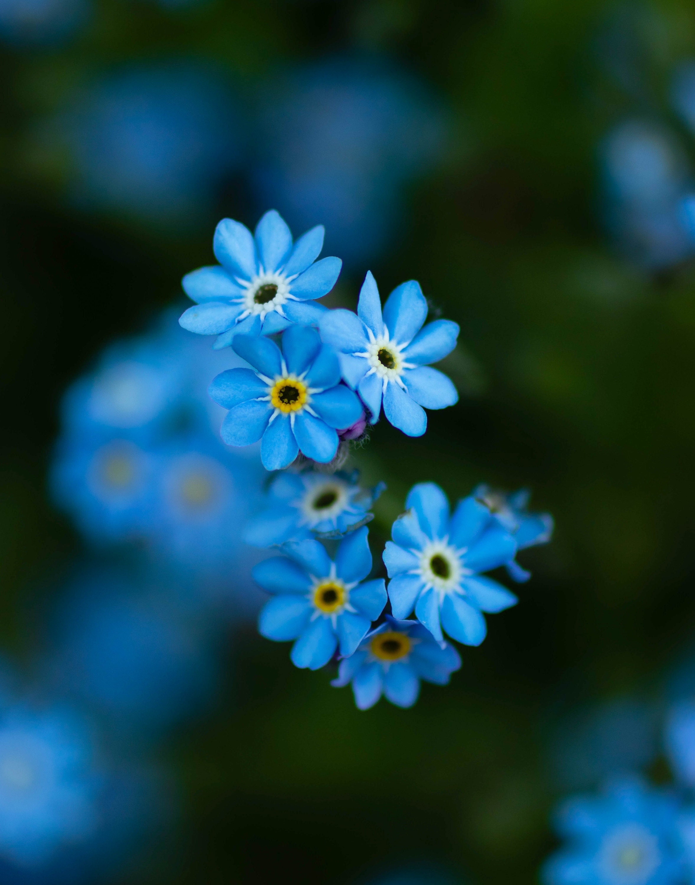 Forget-me-not Flower Photo Print | 8x10 | 11x14 | 16x20 - Etsy