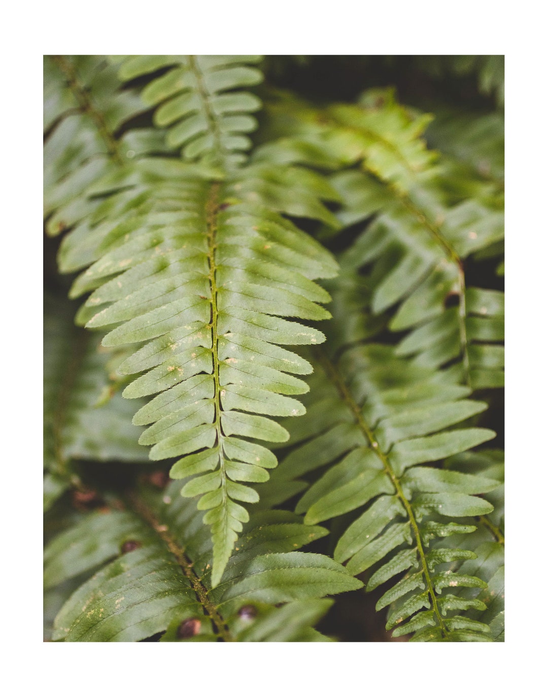 Forest Fern Photo Print | 8x10 | 11x14 | 16x20 - Etsy