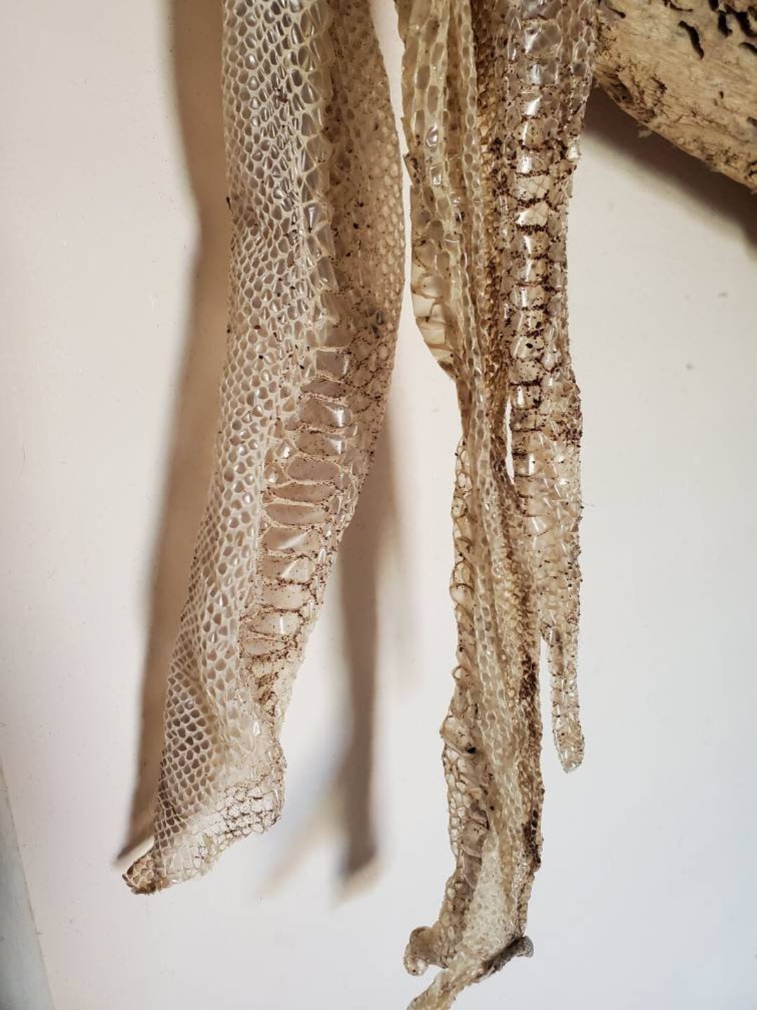 Real Snake Skin for Protection Spells. 4pcs - Etsy Canada