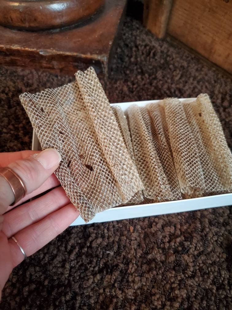 Real Snake Skin for Protection Spells. 4pcs - Etsy Canada