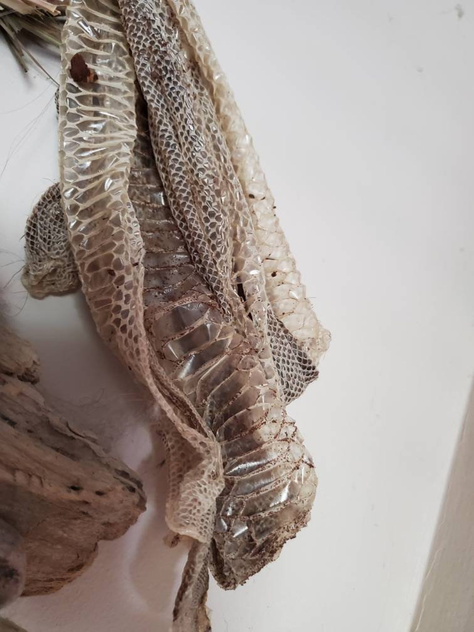 Real Snake Skin for Protection Spells. 4pcs - Etsy Canada