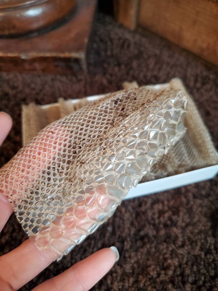 Real Snake Skin for Protection Spells. 4pcs - Etsy Canada