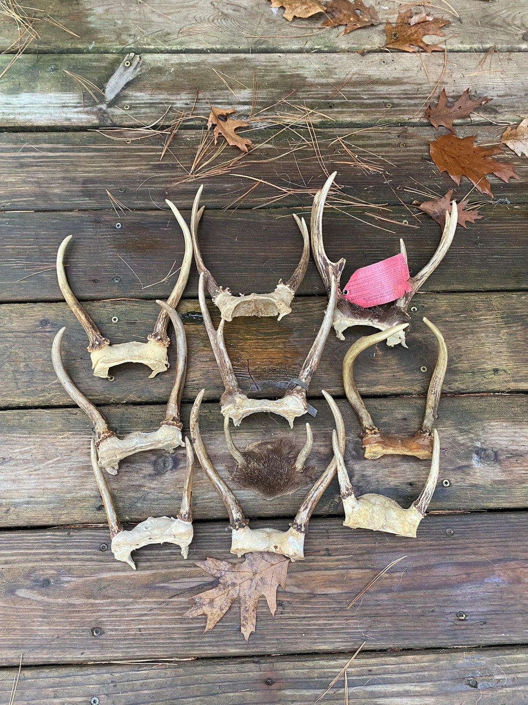 Real Whitetail Deer Skull Cap Mounts - Etsy