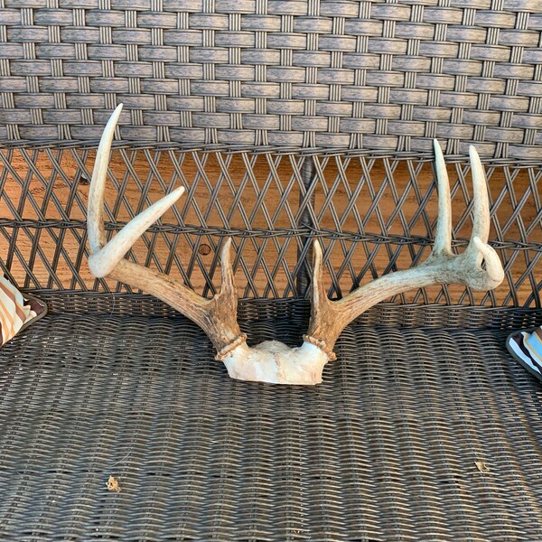 Skull Cap Mount for Deer - Etsy