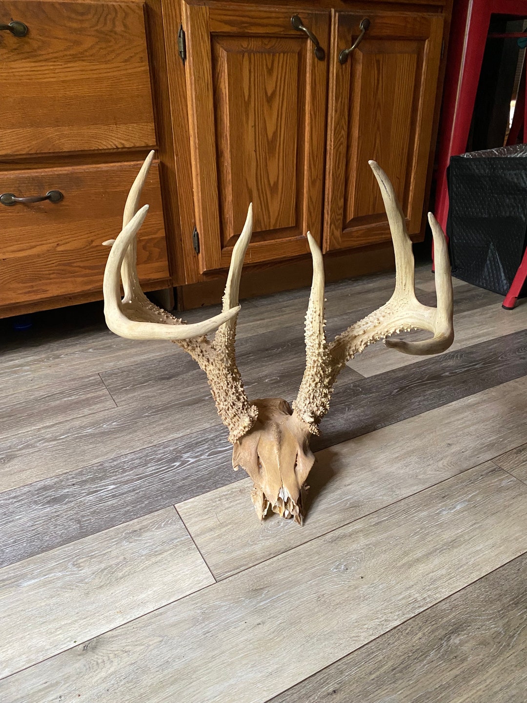 Real Wonky Whitetail Deer Skull - Etsy