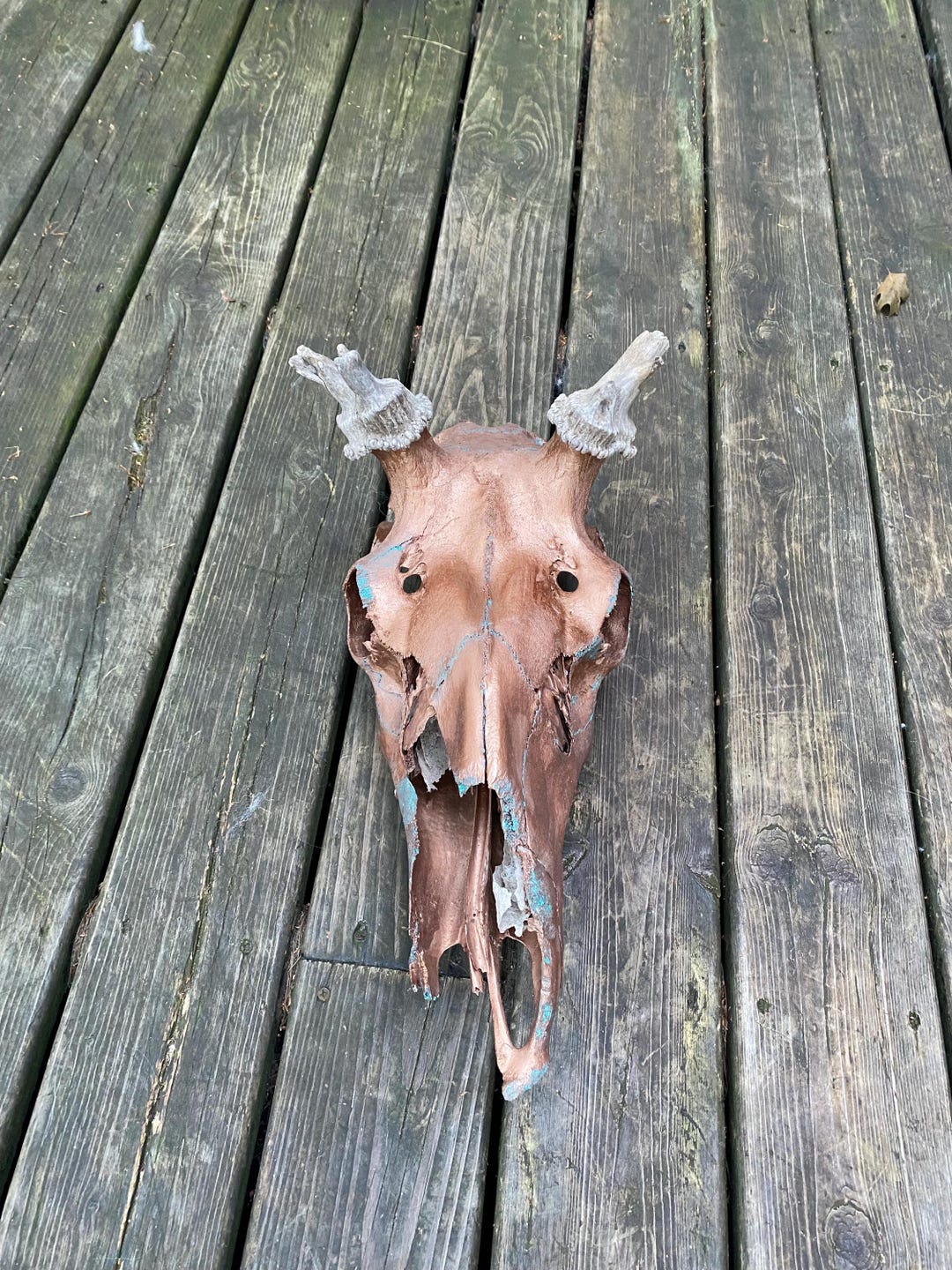 Real Elk Skull - Etsy