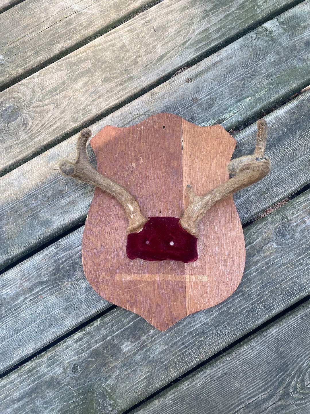 Real Whitetail Deer Skull Cap Mount - Etsy