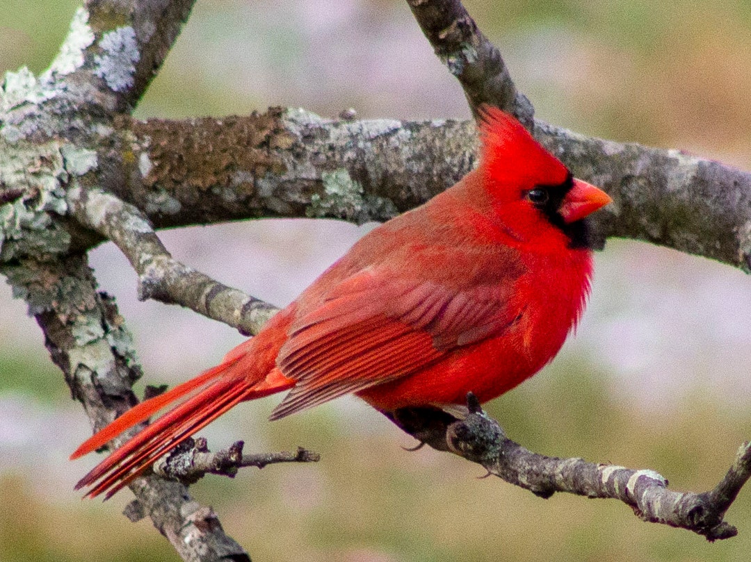 Virginia's Northern Cardinal - Etsy