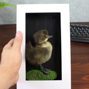 Taxidermy Frame Black Duckling Mounted on Frame Looksthree-dimensional ...