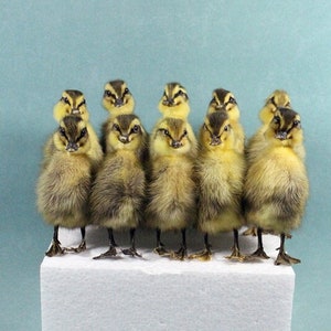 Handmade Taxidermy Asia Striped Duckling,10 Ps/set, Non Base, Cute Home ...