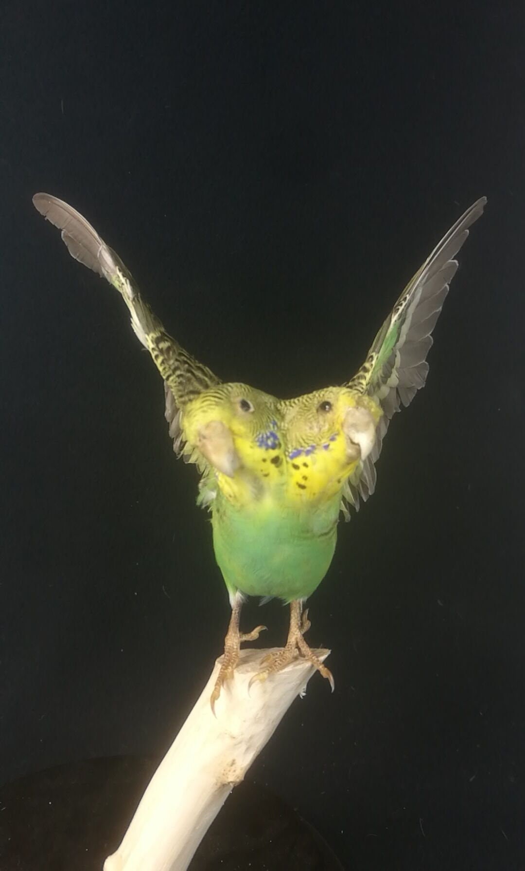 Taxidermy Bird Oddity 2 Headed Bird Green Parakeett Spred Wing ...
