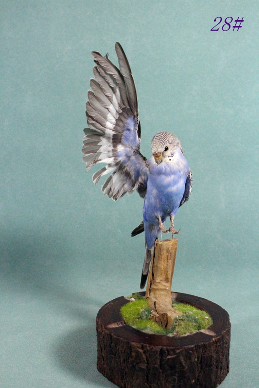 Taxidermy Dee Blue Parakeet,half Spread Wing Budgerigar,birthday ...