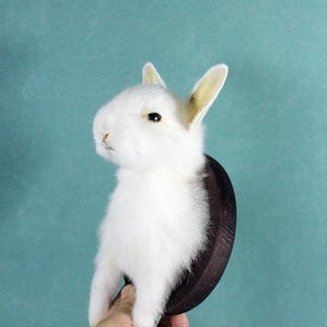 Real Taxidermy Handmade White Bunny Half Body Rabbit Mounted on Wood ...