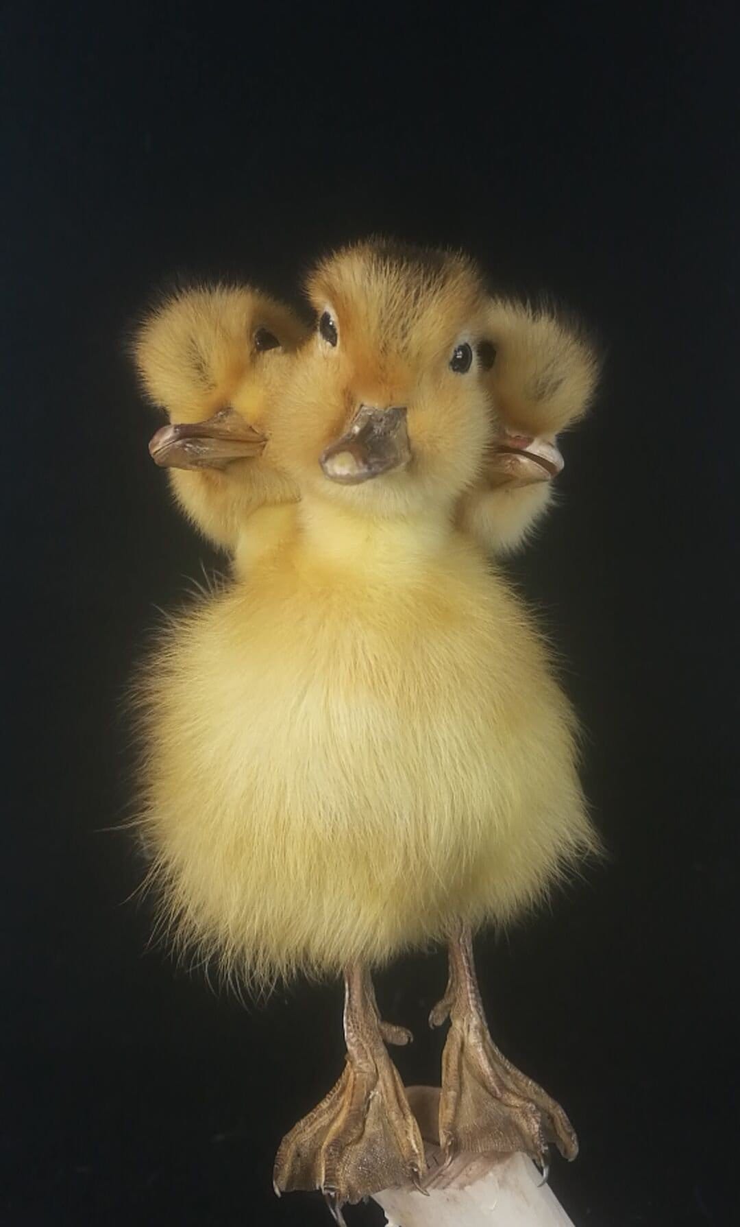 Handmade Taxidermy 3 Headed Yellow Duckling No Base Oddity Home Deco ...