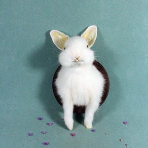 Real Taxidermy Handmade White Bunny Half Body Rabbit Mounted on Wood ...