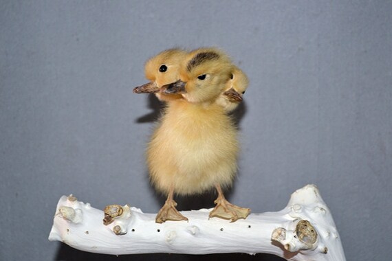 Handmade Taxidermy 3 Headed Yellow Duckling No Base Oddity - Etsy