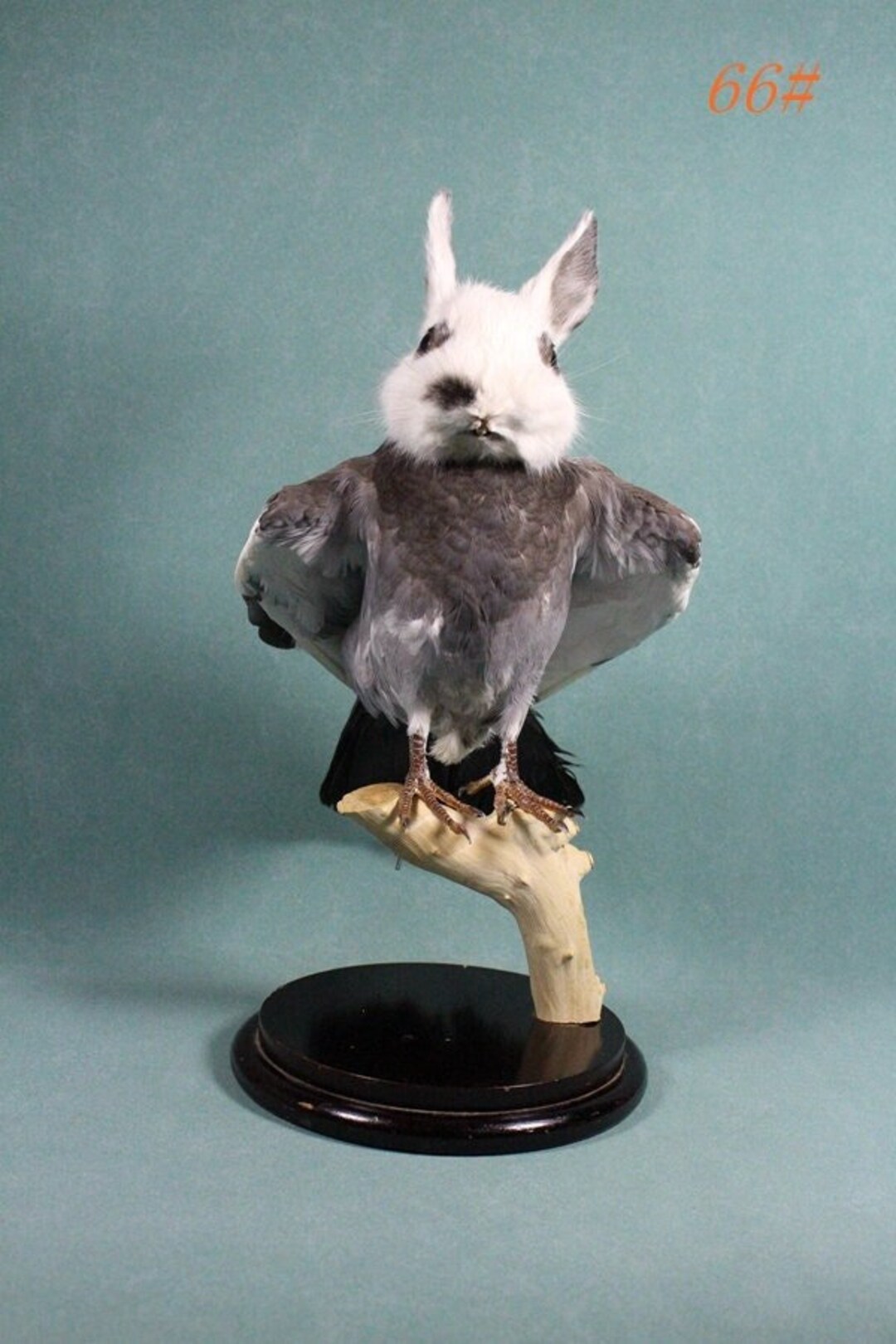 Taxidermy White Bunny With Striped Pigeon,handmade Oddity Christmas ...