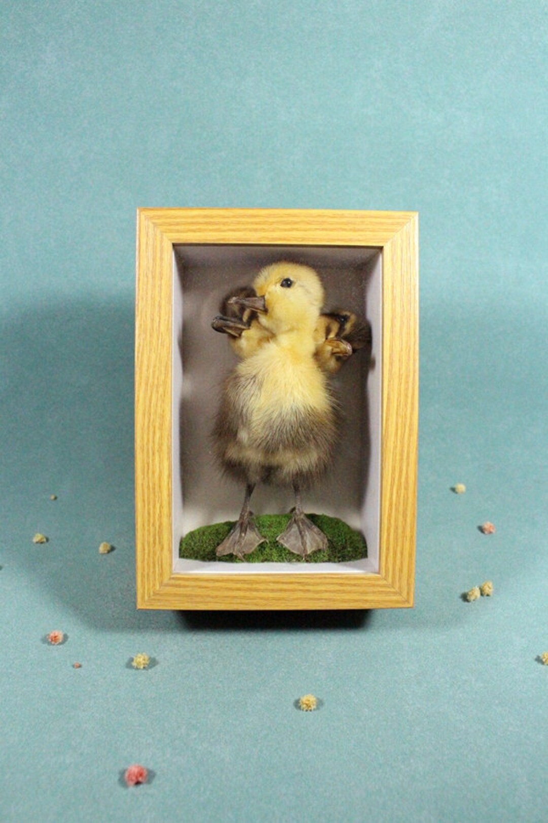 Taxidermy 3 Headed Yellow Duckling in Frame Oddity Housewarming ...