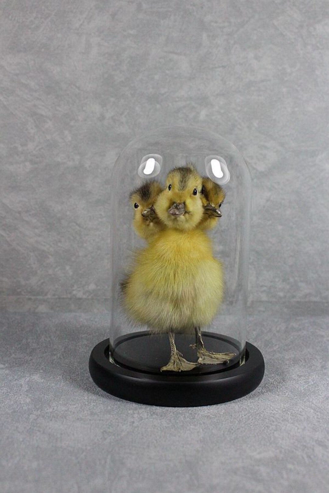 Taxidermy 3 Headed Yellow Duckling With Glass Dome Handmade Oddity Home ...