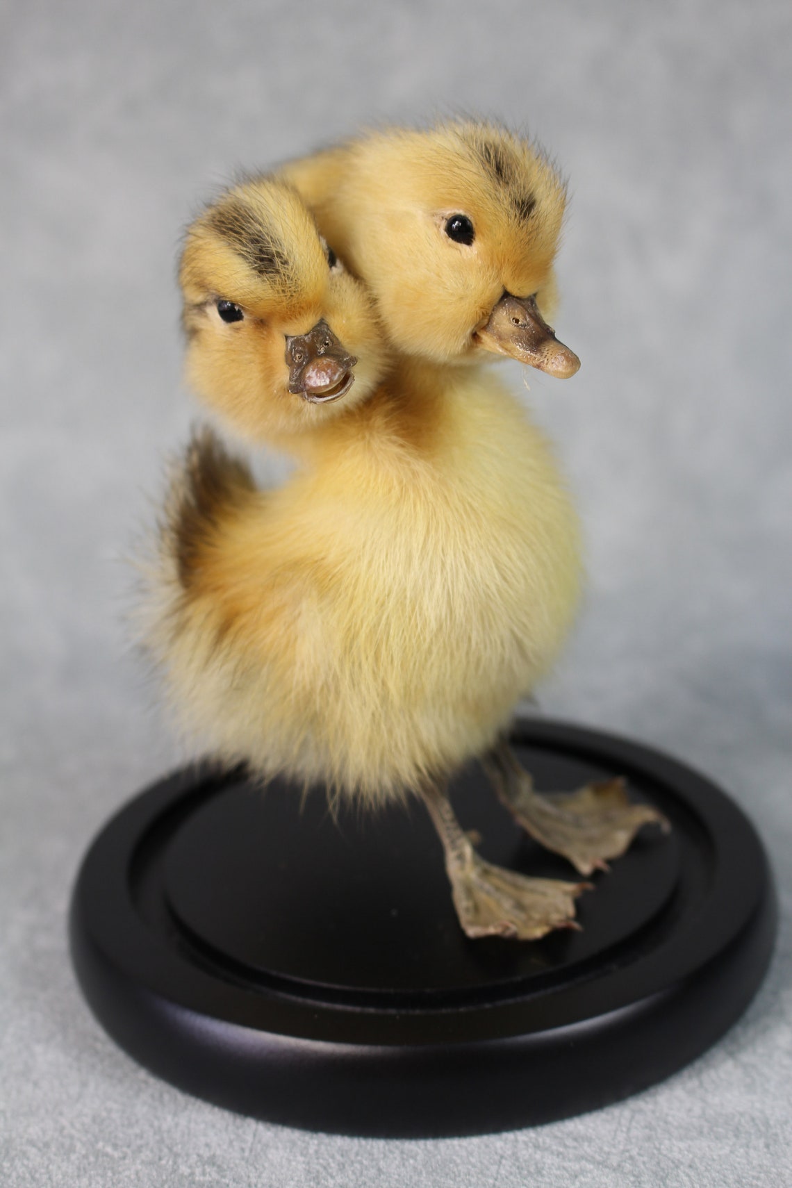 Taxidermy 3 Headed Asia Yellow Duckling Mounted for Sale,christmas Gift ...