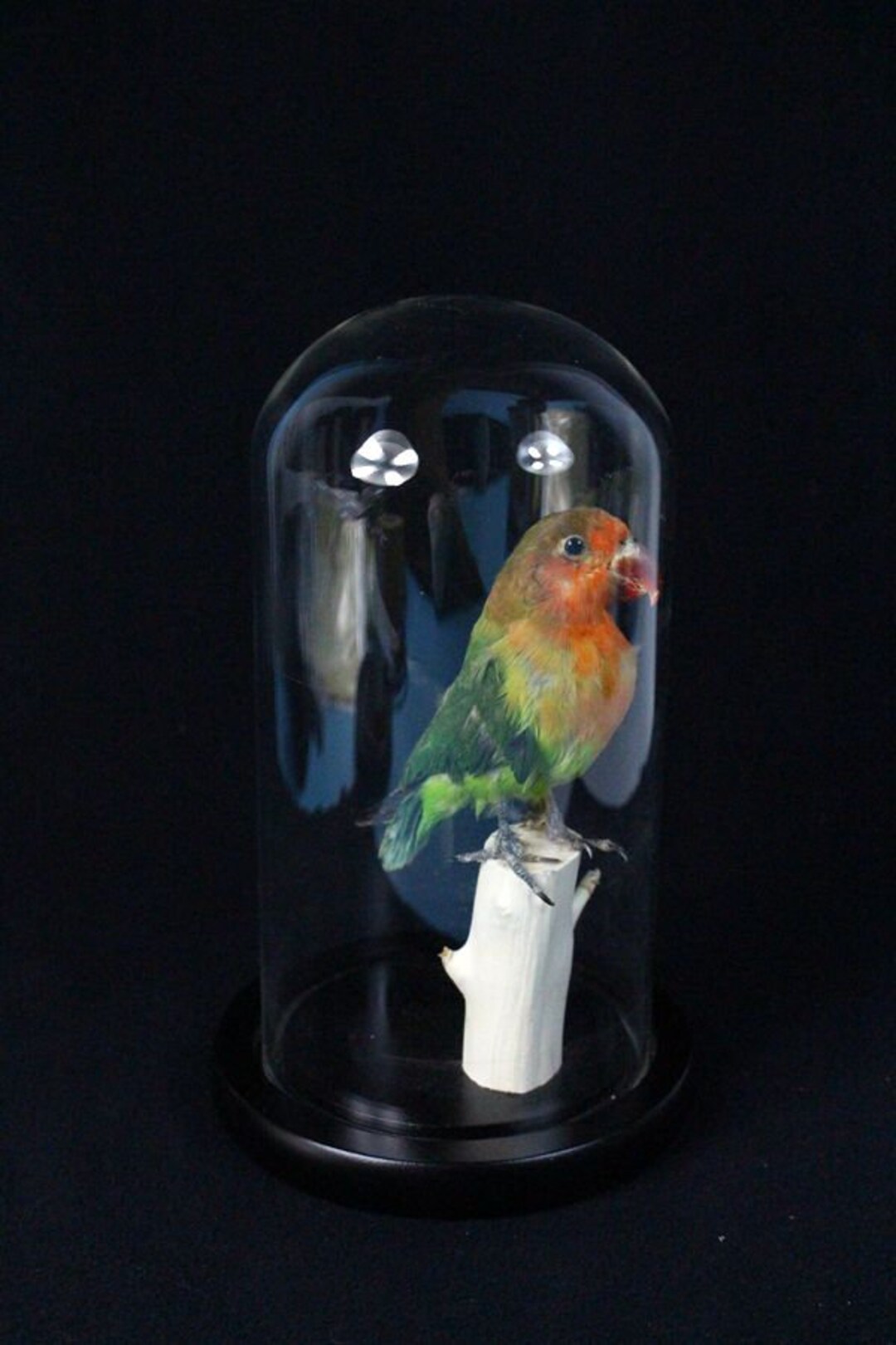 Taxidermy Love Bird Green Parrot Closed Wing Mounted in Glass Dome ...