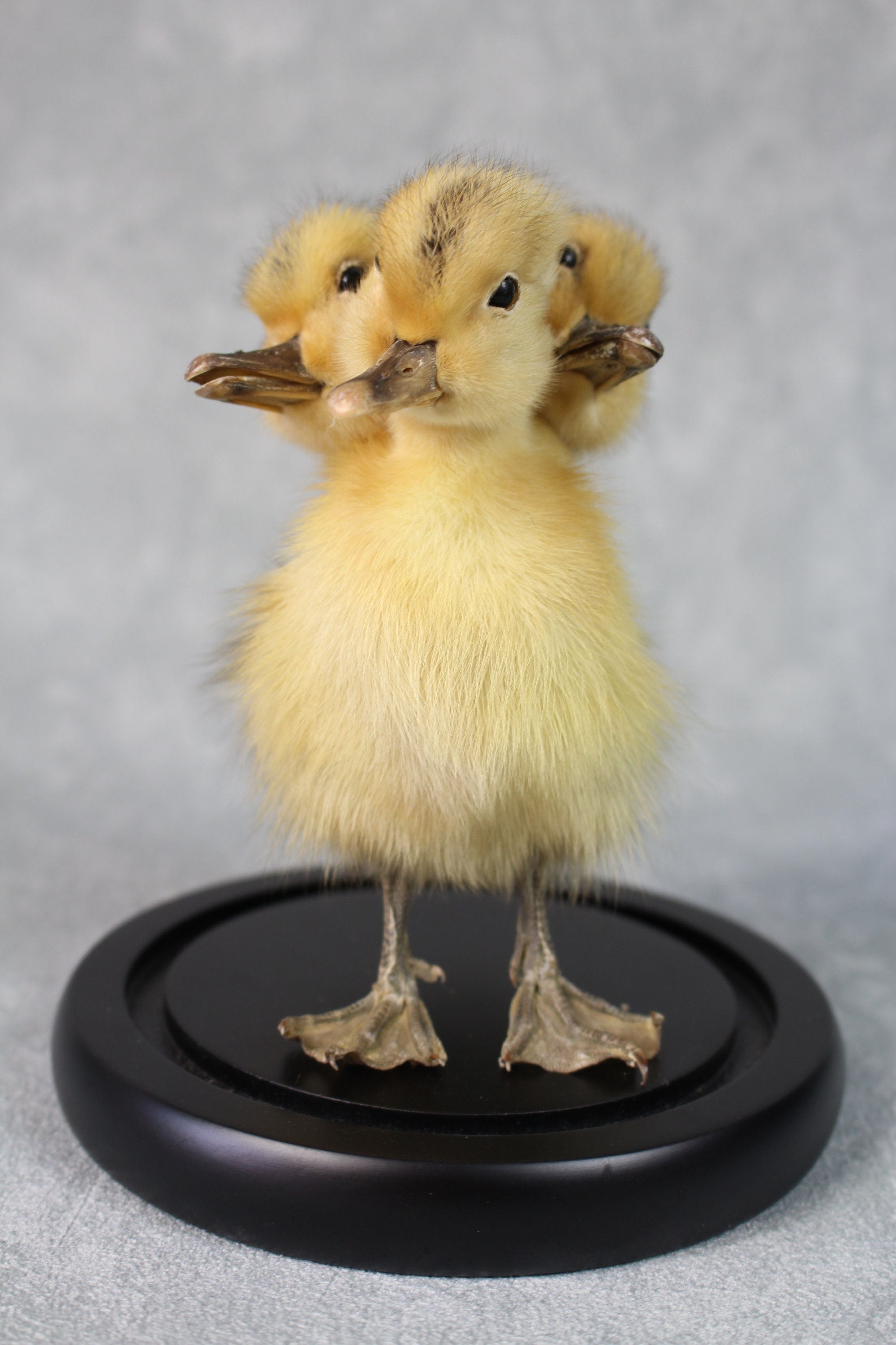 Taxidermy 3 Headed Asia Yellow Duckling Mounted for Sale,christmas Gift ...