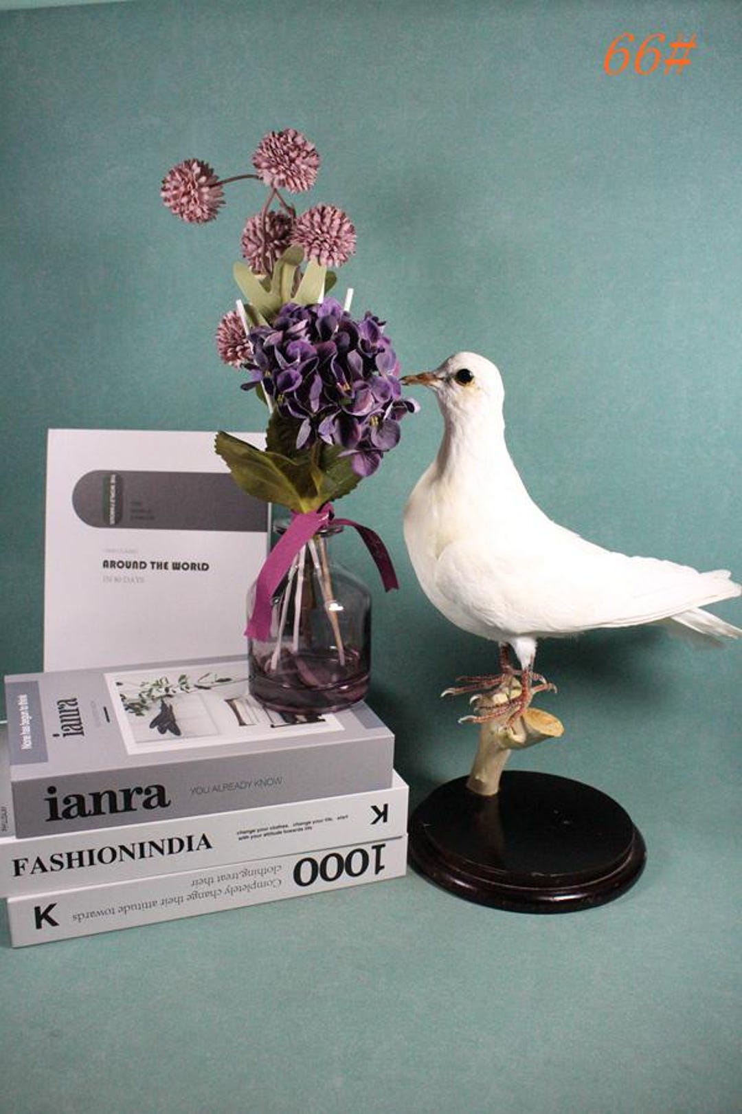 Handmade Bird Taxidermy White Pigeon Closed Wing Special Color ...
