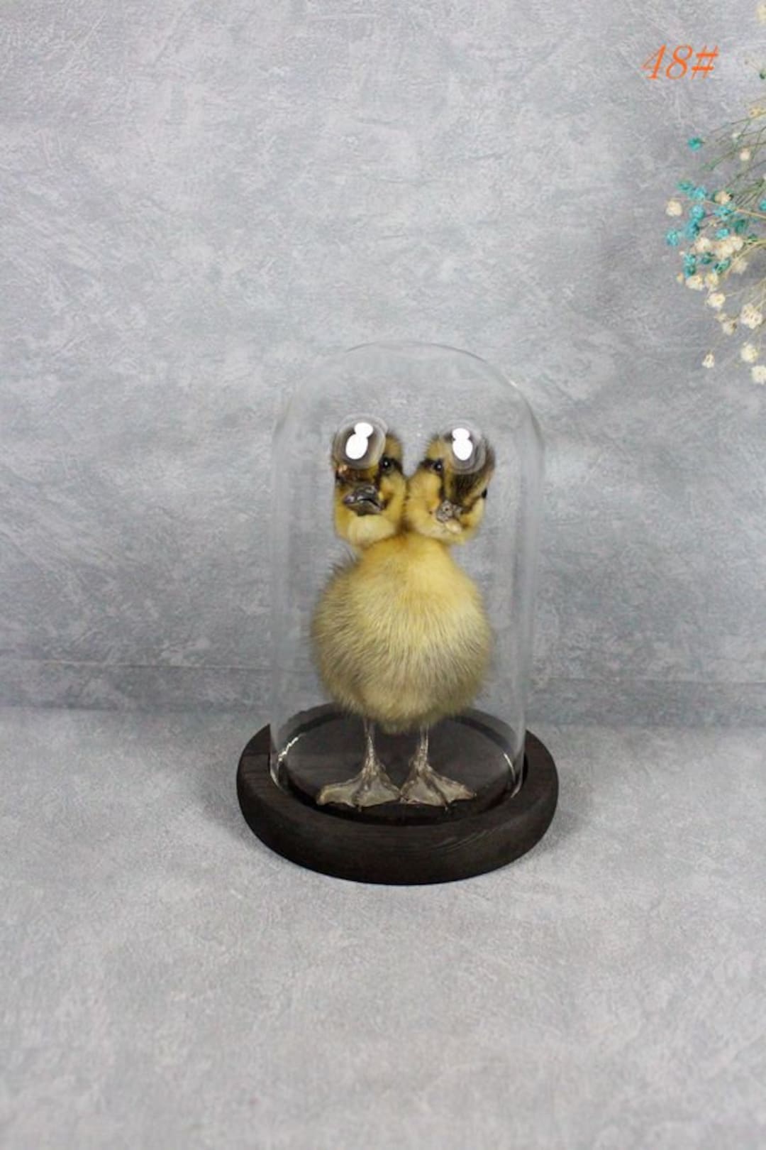 Taxidermy 2 Headed Striped Duckling Mounted in Glass Dome Home Display ...