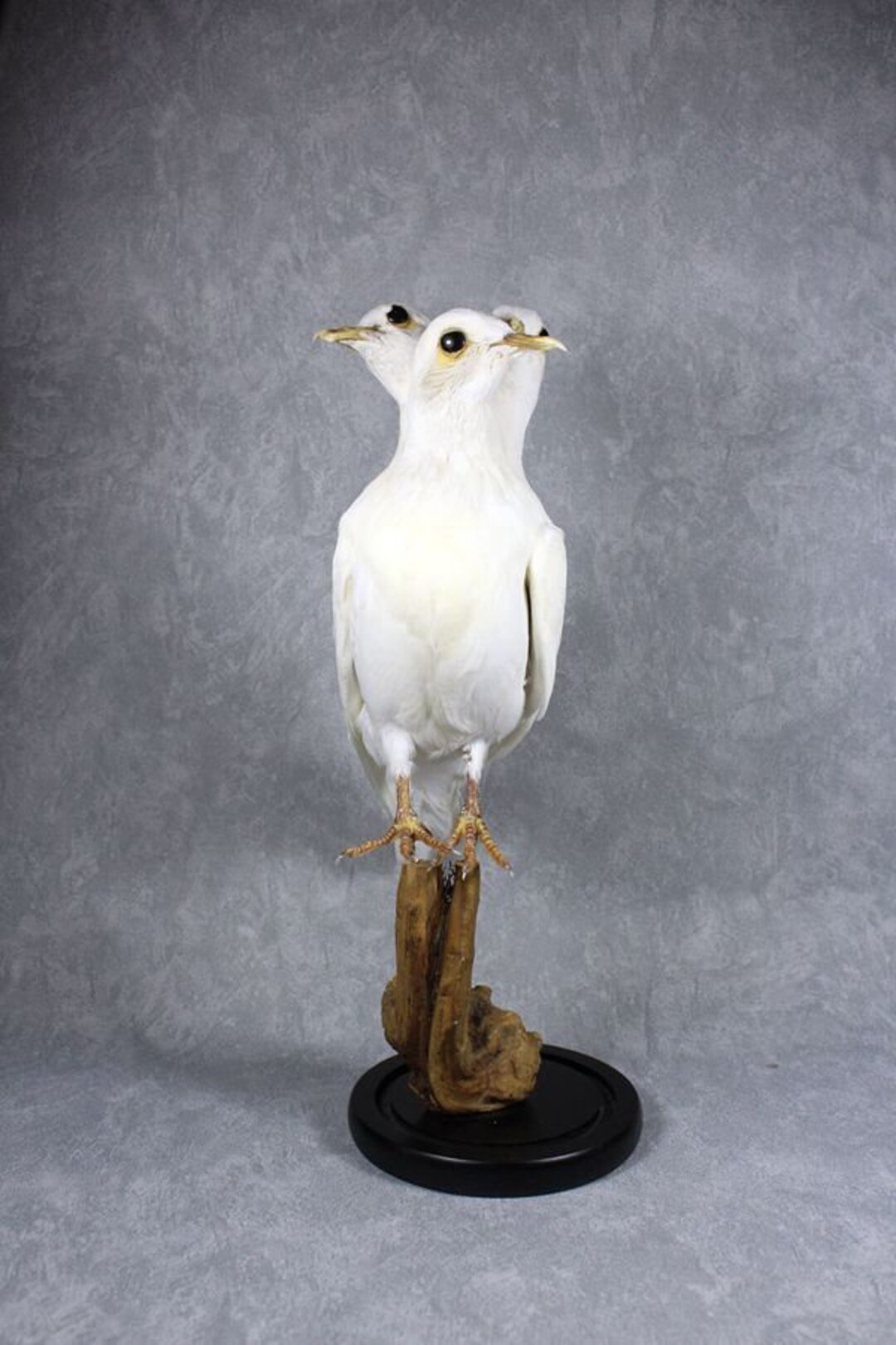 Taxidermy 3 Headed White Pigeon Manmade Freak Bird,oddity Gift for ...