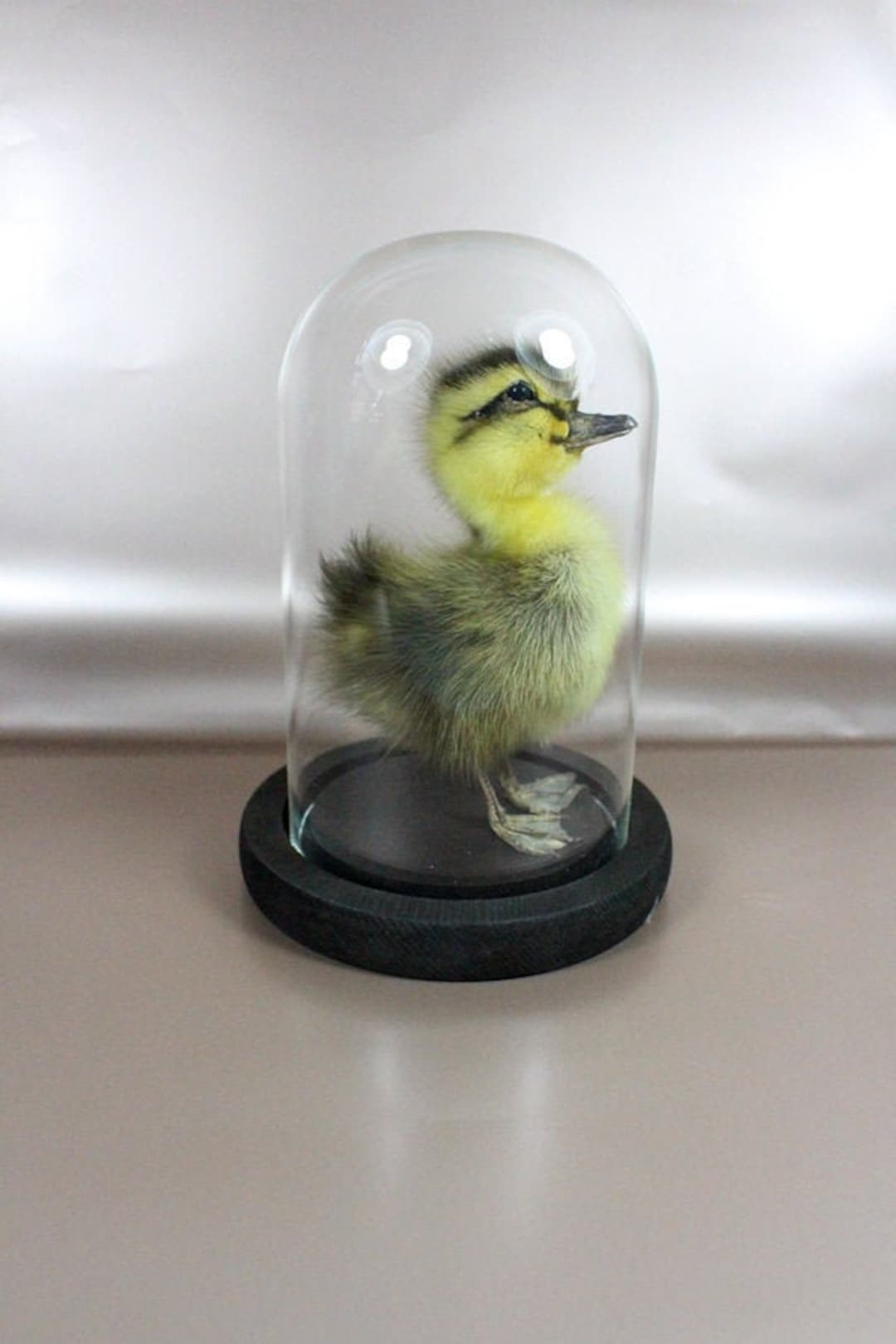 Taxidermy Striped Duckling Mounted in Glass Dome,handmade Birth XMAS ...