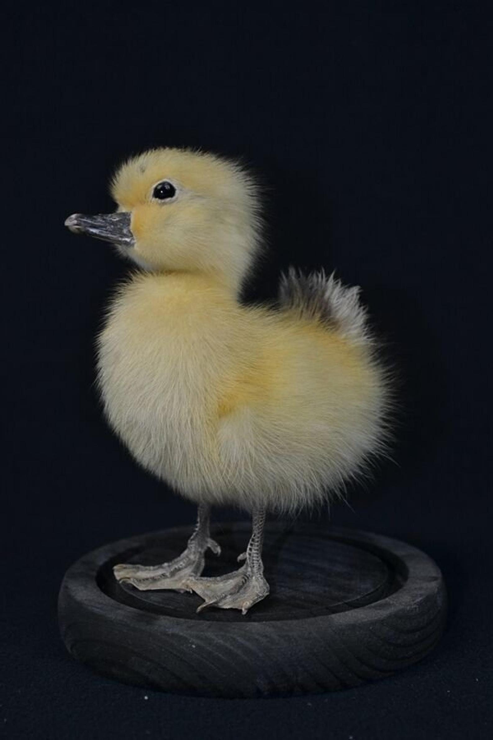 Taxidermy Baby Duckling Mounted in Glass Dome,special Gift for Kids ...